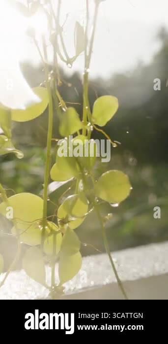 Vertical video. Yellow Vines with Water Droplets Dripping in Bright ...