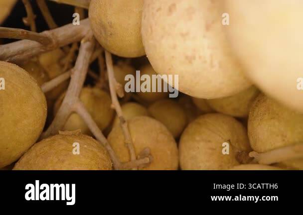Pile tree stems in Stock Videos & Footage - HD and 4K Video Clips - Alamy