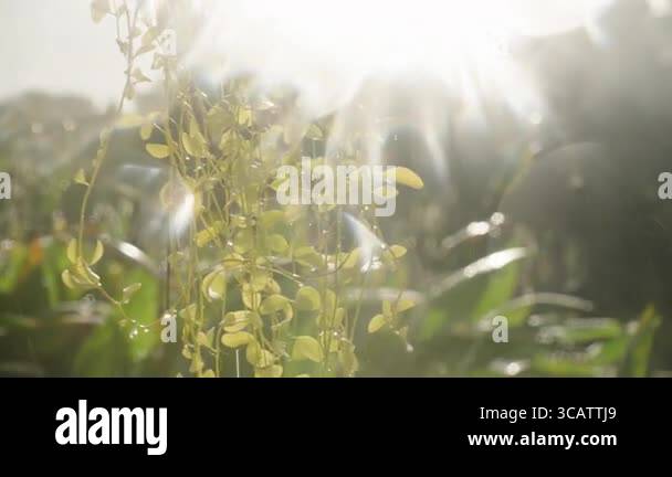 Golden Sunlight Bursting Through Hanging Vines as Rain Falls Over ...