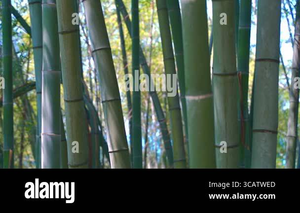 Lush green bamboo grove with tall, straight bamboo stalks reaching ...