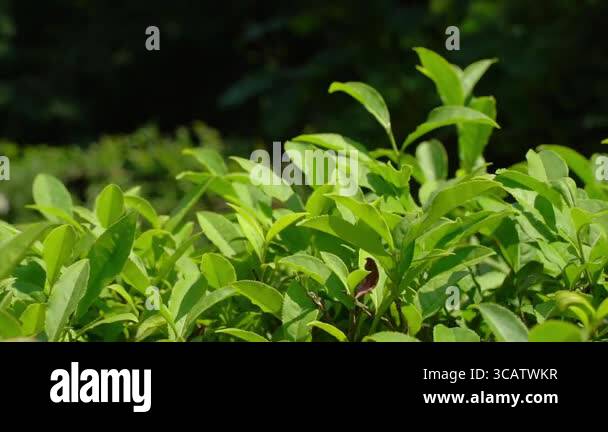 Fresh green tea leaves basking under the warm sunlight on a lush tea ...