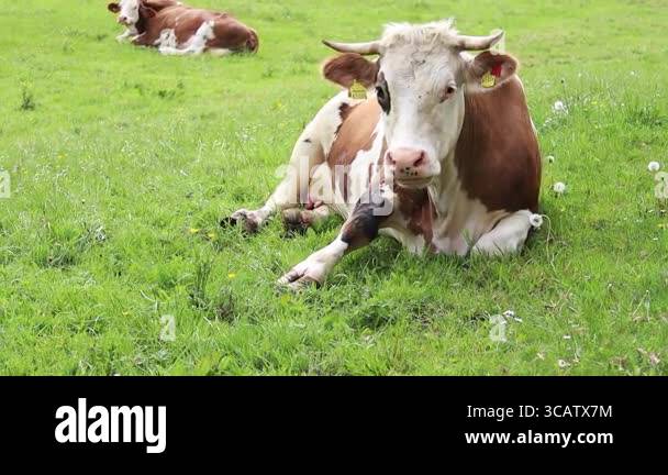 Cute cow resting on a green meadow close-up Stock Video Footage - Alamy