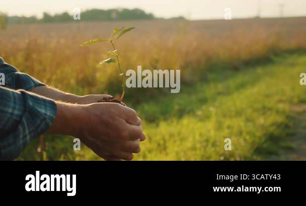 Hands holding a small sapling of oak tree with blurred field and sunset ...