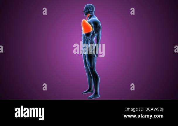 Human Body parts Anatomy. 3D Illustrations Stock Video Footage - Alamy