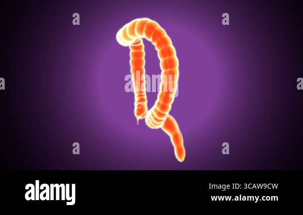 Large intestine anatomy human Stock Videos & Footage - HD and 4K Video ...