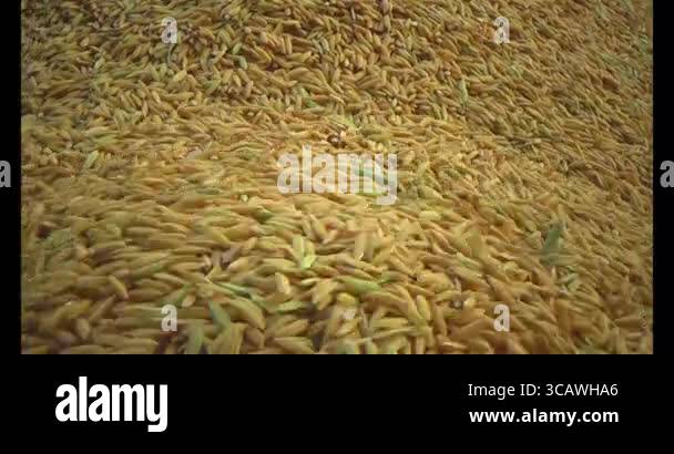 farmers drying the rice Stock Video Footage - Alamy