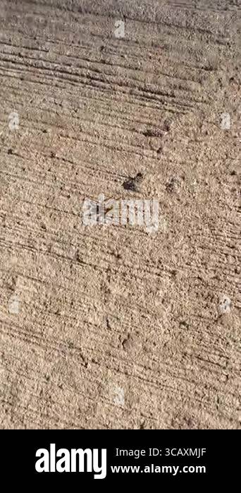 A close-up of wolf spider (lycosidae) on grey slate Stock Video Footage ...