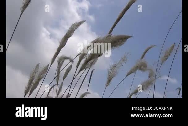 Reeds in the wind Stock Video Footage - Alamy