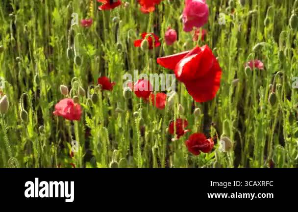 A vivid red poppy flower sways in the breeze, its delicate petals ...