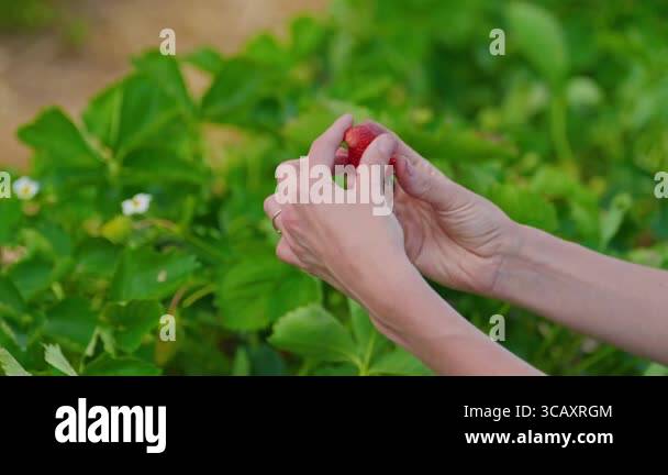 Young woman picking strawberries on Strawberry patch. Large ripe ...