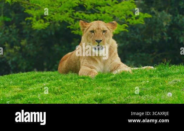 A big beautiful lioness lies resting on the grass Stock Video Footage ...