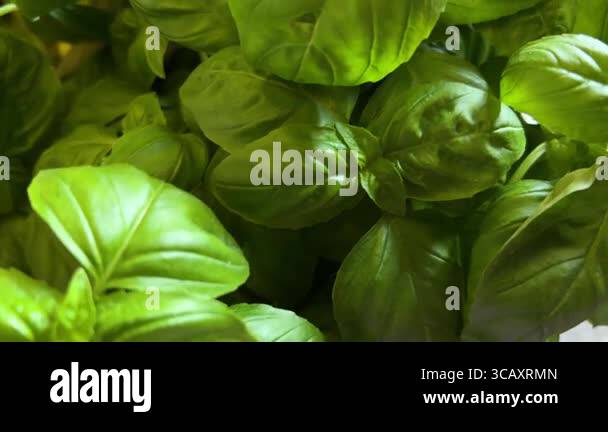Fresh green basil plants, tracking shot on green basil leaves in top ...
