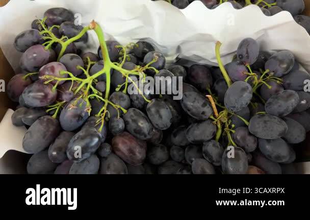 Black grapes clusters separated with sheets of white paper in cardboard ...