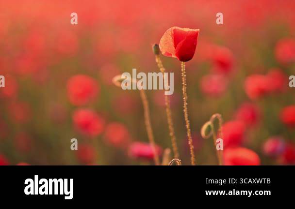 Poppy flowers blur Stock Videos & Footage - HD and 4K Video Clips - Alamy