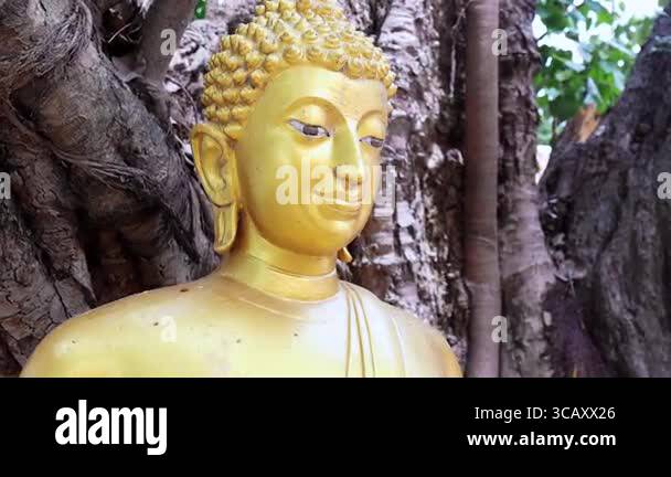 Sacred bodhi tree temple Stock Videos & Footage - HD and 4K Video Clips ...