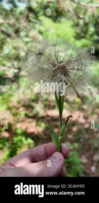 big dandelion in hand. beautiful huge dandelion. dandelion on green ...
