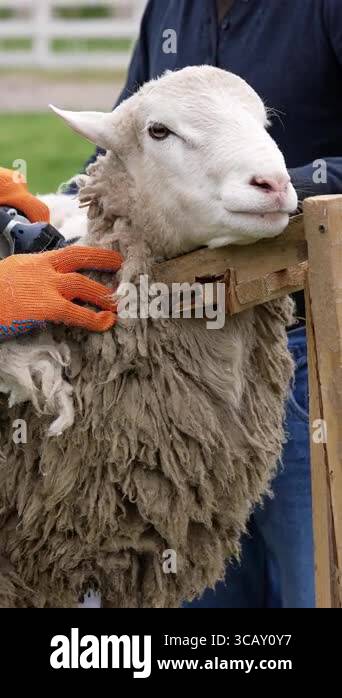 Adult farmer shearing the wool from sheep. Farm worker shearing with ...