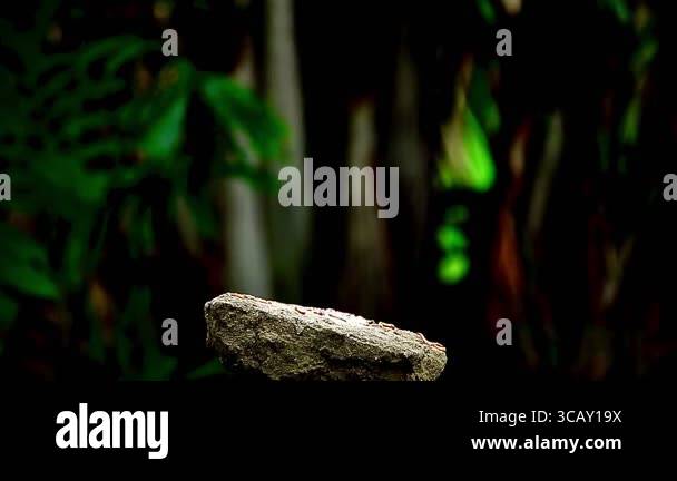 The moment when the owl is swooping down to catch a worm on a rock, the ...