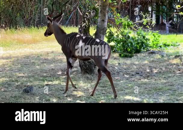 Beautiful antelope walking in nature. A graceful antelope strolls ...