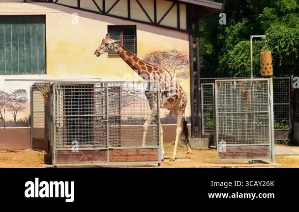 Giraffe walks in open enclosure at zoo. A tall giraffe walks gracefully ...