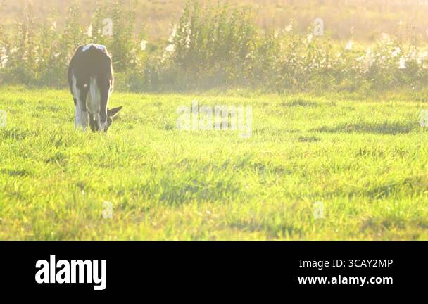A young black and white heifer grazes on a green meadow in sunny ...