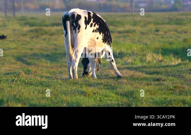 A black and white cow tied with a rope eats green grass in a pasture ...