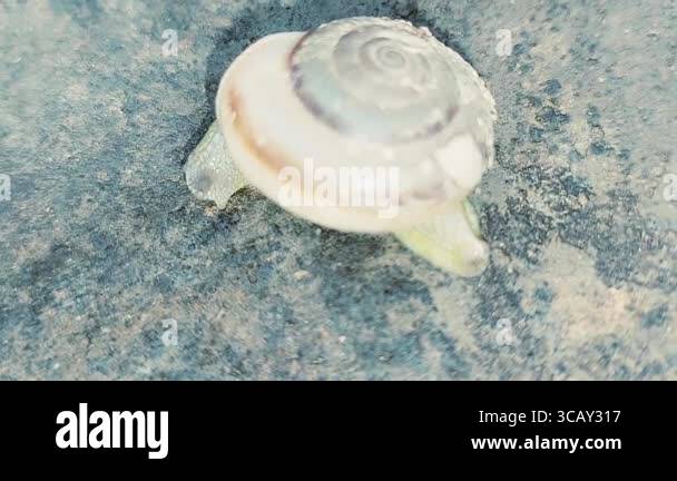 Closeup view of a large-sized snail with a big spiral shell, its soft ...