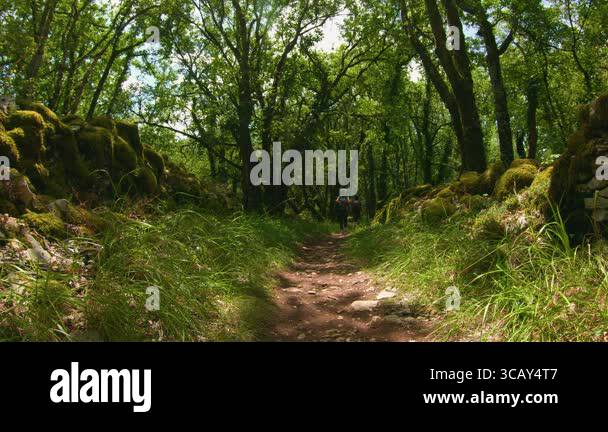 therapeutic slow motion forest walk demonstrating nature wellness ...