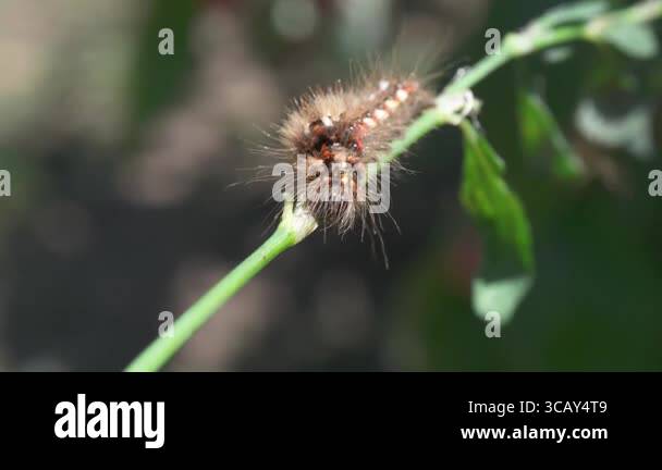 A detailed closeup of a spiny caterpillar slowly crawling on a vibrant ...