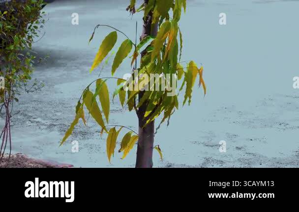 Green leaves of a tree sway gently in the wind, with traffic passing by ...