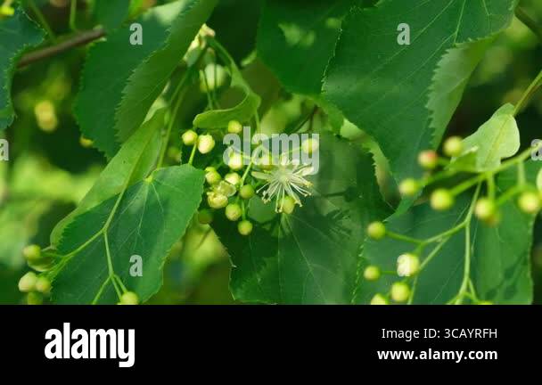 Linden Tree Flowers Blossom and Fruits Ripe Nuts on a Branch Tree, Slow ...