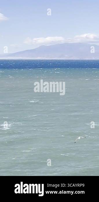 White seagull soaring gracefully over light blue and green sea waters ...