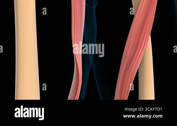 Sartorius muscle anatomy medical concept Stock Videos & Footage - HD ...