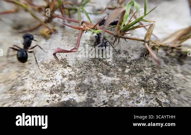 close up of Japanese black carpenter ant (Camponotus japonicus Stock ...