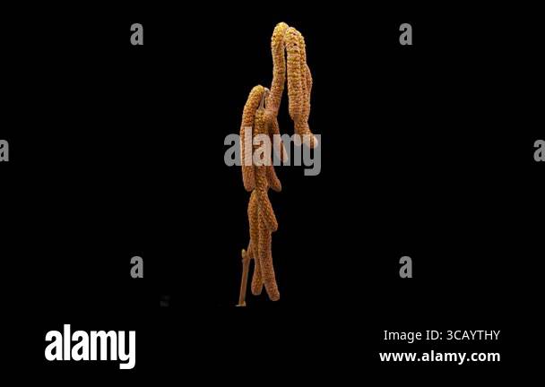 Time Lapse of flowering yellow hazelnut catkins on black background ...