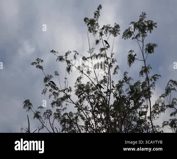 Corvus splendens birds sit on a Moringa oleifera tree next to a ...
