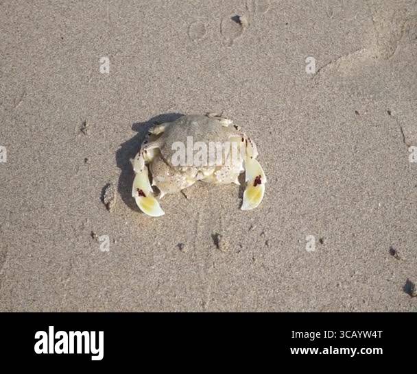 A crab Ashtoret lunaris sits on the sand of Khor Fakkan Beach in April ...