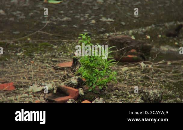 Close-up of a small plant sprouting from rubble and debris. Resilient ...