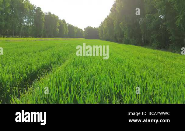 Wide view of vibrant green crop rows Stock Video Footage - Alamy