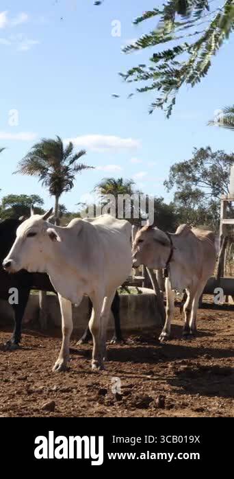 two oxes in the middle of curral Stock Video Footage - Alamy