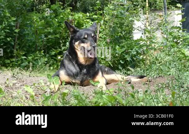 A Relaxed Dog Enjoying the Sun in a Lush Garden Stock Video Footage - Alamy
