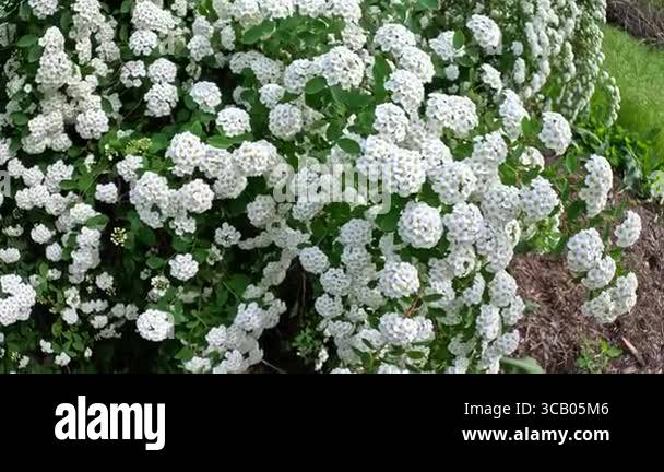 Spiraea sp., inflorescences with small white flowers of an ornamental ...