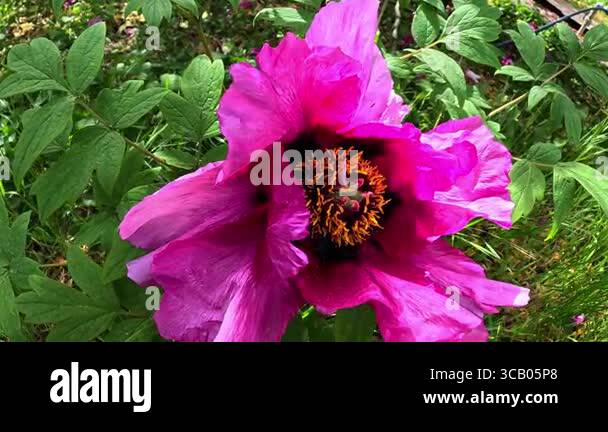 Tree peony, a bush blooming with pink flowers against a background of ...