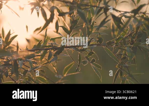 Willow tree at summer sunset Stock Video Footage - Alamy