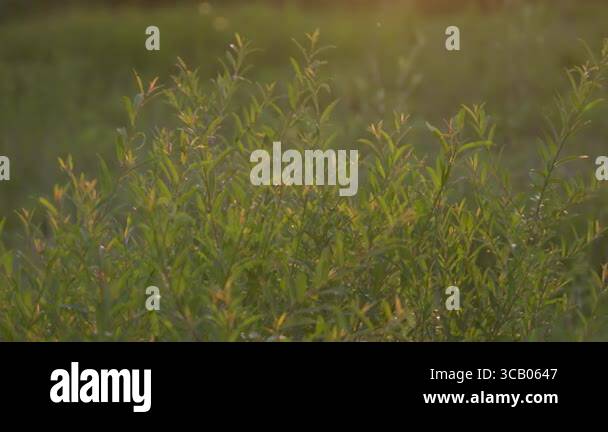 Willow tree at summer sunset Stock Video Footage - Alamy