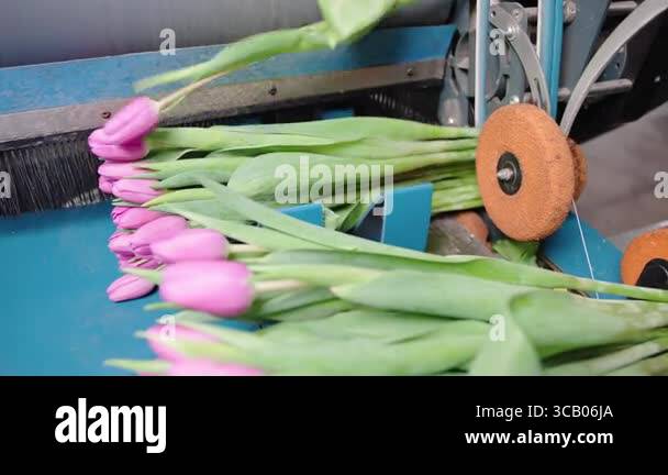 Cut flower varieties Stock Videos & Footage - HD and 4K Video Clips - Alamy