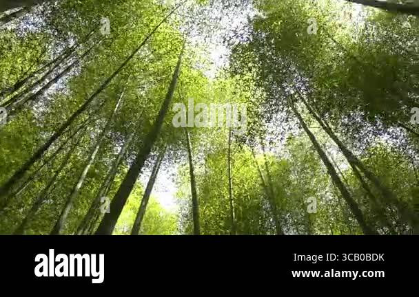 Lush green bamboo grove with tall, straight bamboo stalks reaching ...