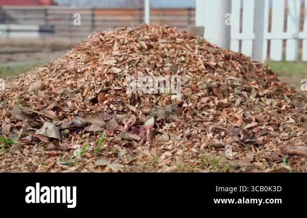 A pile of wood chips on the street. Wood chips after processing tree ...