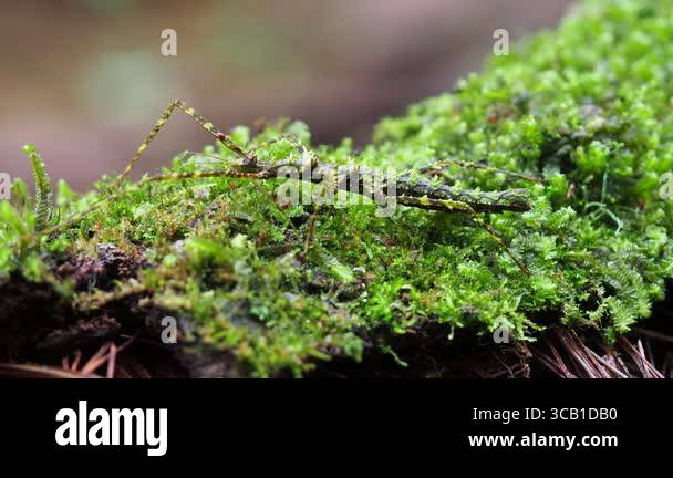 Moss Mimic Stick Insect in tropical Rainforest in Chiang Mai, Thailand ...