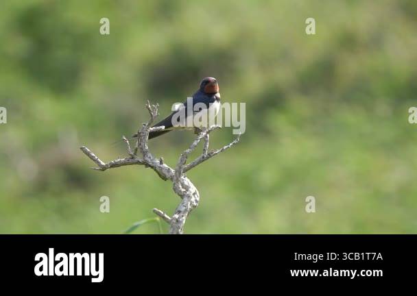 Swallow (Hirundo leucosoma) perched on a branch during the early summer ...